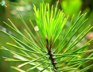 Eastern White Pine Tree | Pinus strobus Characteristics | BioExplorer