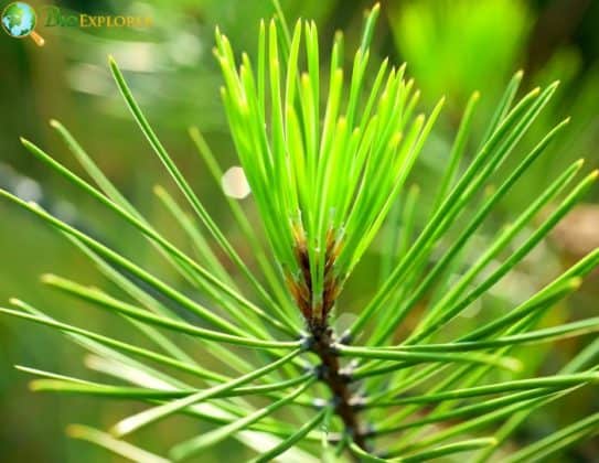 Eastern White Pine Tree | Pinus strobus Characteristics | BioExplorer
