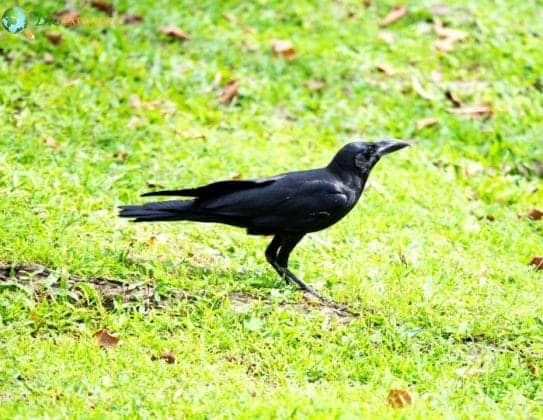 43 Types of Crows | All Corvus Species | Corvidae Family Birds
