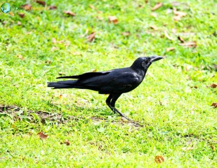43 Types of Crows | All Corvus Species | Corvidae Family Birds