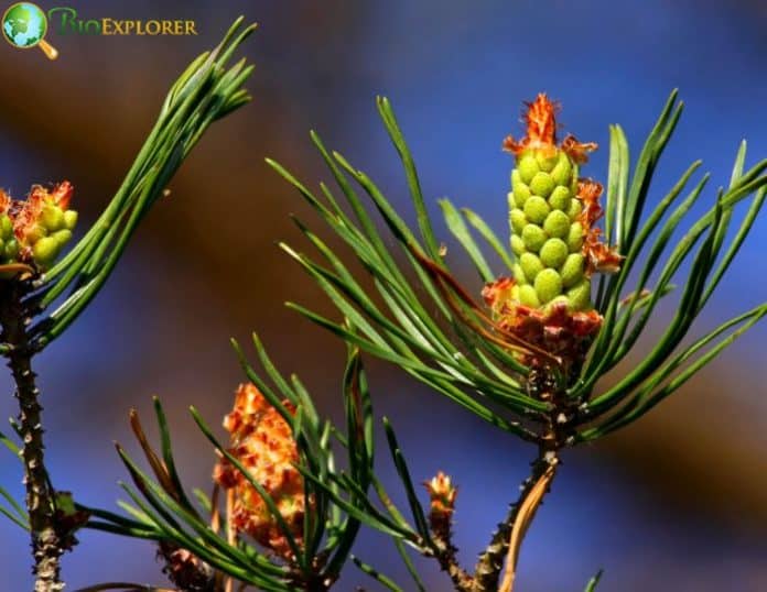 Eastern White Pine Tree | Pinus strobus Characteristics | BioExplorer