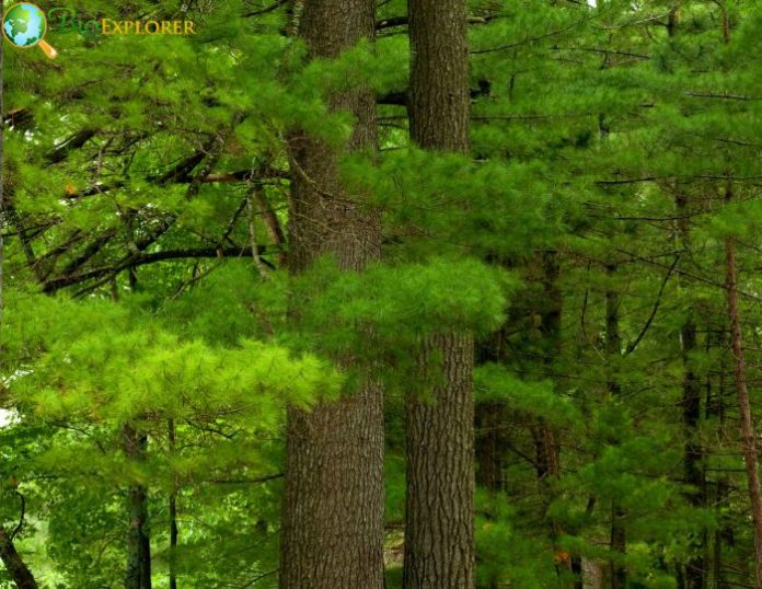 Eastern White Pine Tree | Pinus strobus Characteristics | BioExplorer