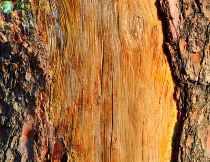 Eastern White Pine Tree | Pinus strobus Characteristics | BioExplorer