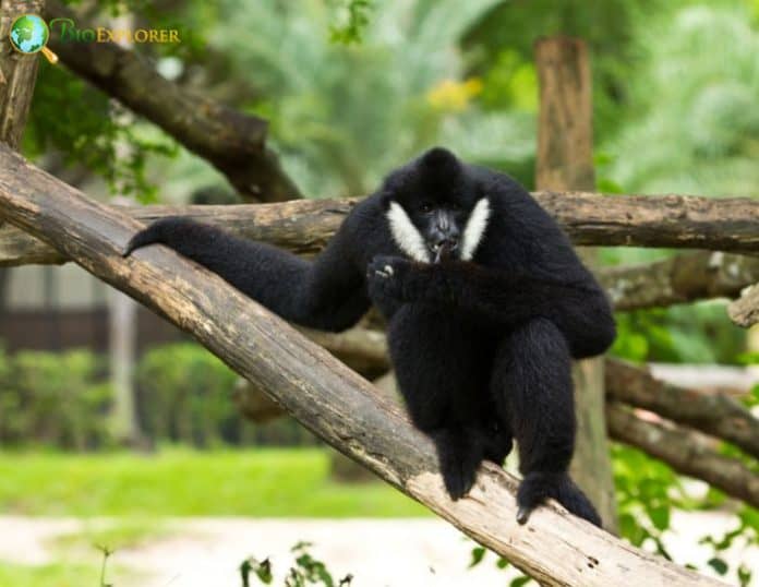 Eastern Black-Crested Gibbon Characteristics | Nomascus Nasutus Facts