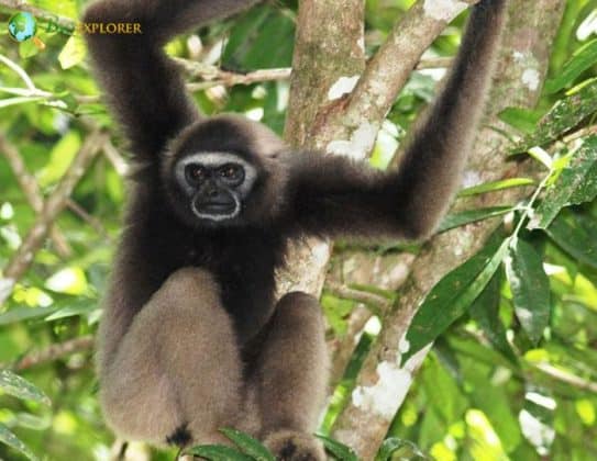 Eastern Gray Gibbon Characteristics | Hylobates Funereus Facts