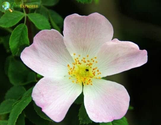 Eglantine Flower | Rosa rubiginosa | Sweetbrier | Mosqueta Pictures
