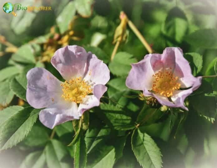 Eglantine Flower | Rosa rubiginosa | Sweetbrier | Mosqueta Pictures