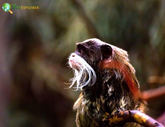 Emperor tamarin Characteristics | Saguinus imperator Facts