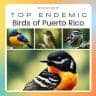 17 Birds of Puerto Rico | Puerto Rico Endemic Birds | BioExplorer
