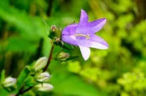 Epigaea Flower | Mayflower | Forest Shrub Pictures | BioExplorer