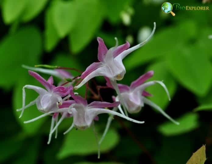 Epimedium Flower | Horny Goat Weed | Bishop's Hat Pictures