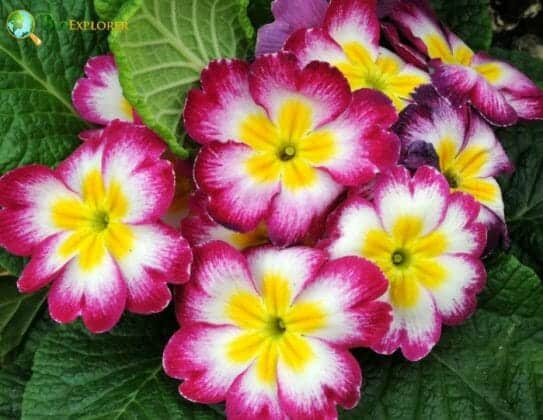 Order Ericales Characteristics | Heathers and Primrose Flowers