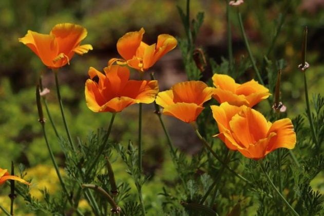 California Poppy Flower | California State Flower | Fields of Gold