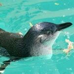 Top 34 Flightless Birds of All Times You Need To Know!