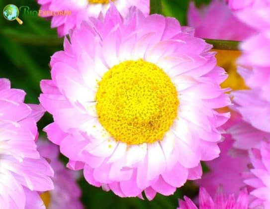 Everlasting Daisy Flower | Rhodanthe Chlorocephala | Wildflower ...