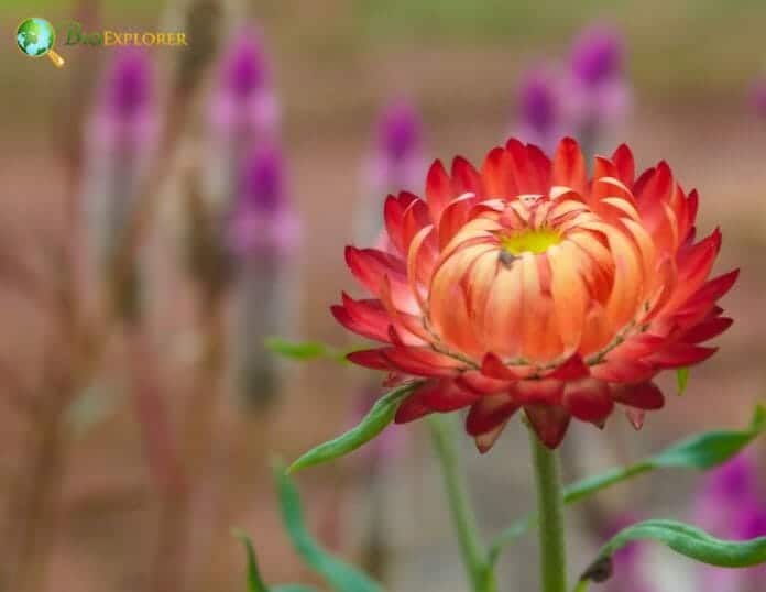 Everlasting Flower | Yellow Paper Daisy | Strawflower | Paper Daisy