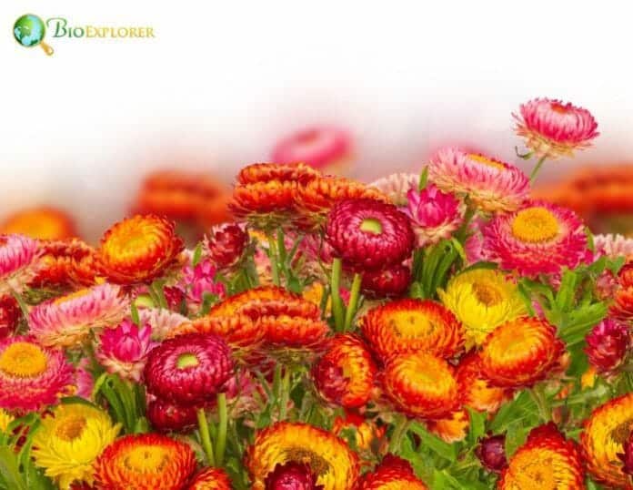 Everlasting Flower | Yellow Paper Daisy | Strawflower | Paper Daisy