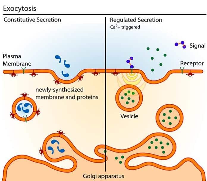Vesicle Functions | Types of Vesicles | 9 Major Functions of Vesicles