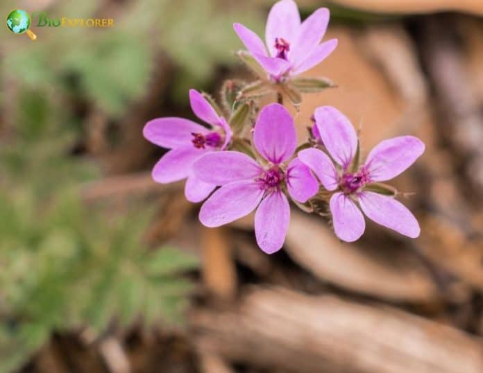 Filaree Flower | Erodium cicutarium | BioExplorer.net