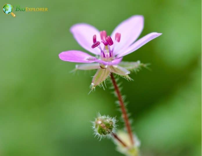 Filaree Flower | Erodium cicutarium | BioExplorer.net