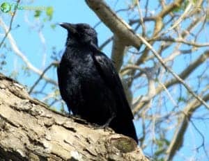 43 Types of Crows | All Corvus Species | Corvidae Family Birds