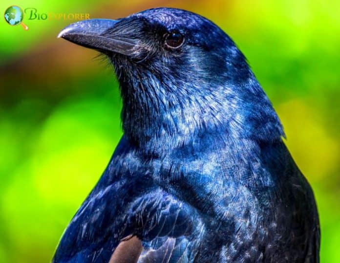 Fish Crow | Corvus Ossifragus | Black Bird | BioExplorer