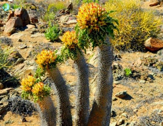 Elephant Trunks Flower | Pachypodium Namaquanum | Desert Flower