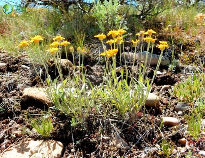 Lemon’s Rubberweed Flower | Hymenoxys Lemmonii | Desert Flower