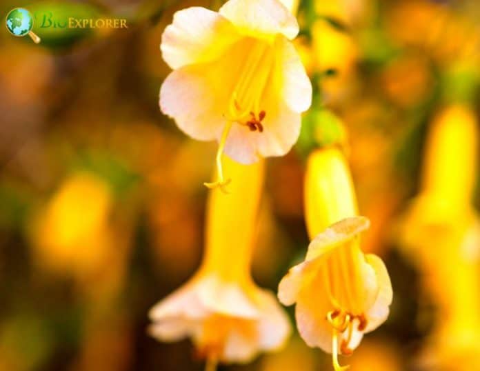 Qantuta Flower | Cantua Buxifolia | Wildflower | BioExplorer
