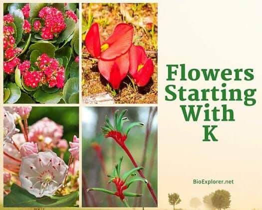Flowers Starting with K | K Flowers | Flower Names Begin with K