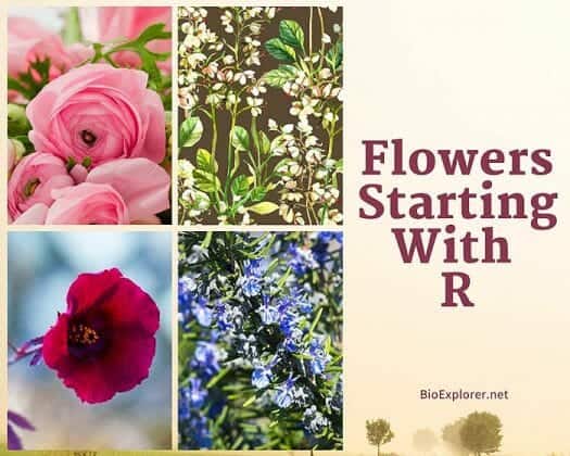 Flowers Starting with R | R Flowers | Flower Names Begin with R