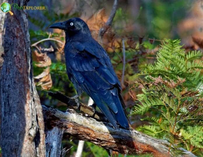43 Types of Crows | All Corvus Species | Corvidae Family Birds