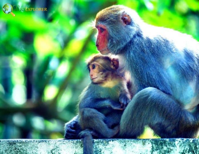 Formosan Rock Macaque Characteristics | Macaca Cyclopis Diet & Facts