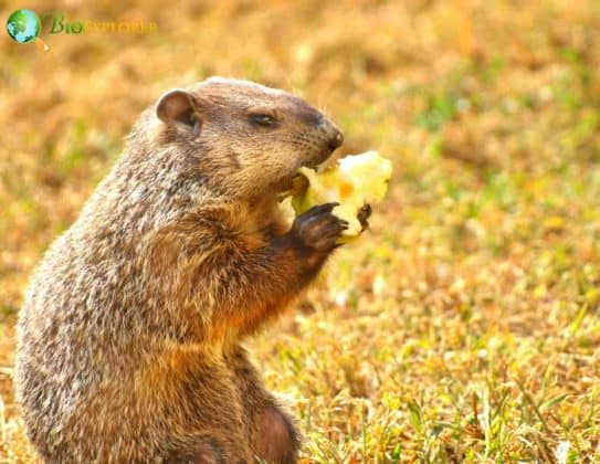 What Do Groundhogs Eat? | Surprising Diets of Groundhogs | BioExplorer