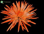 Fuji Mums Flower | spider chrysanthemums | BioExplorer.net