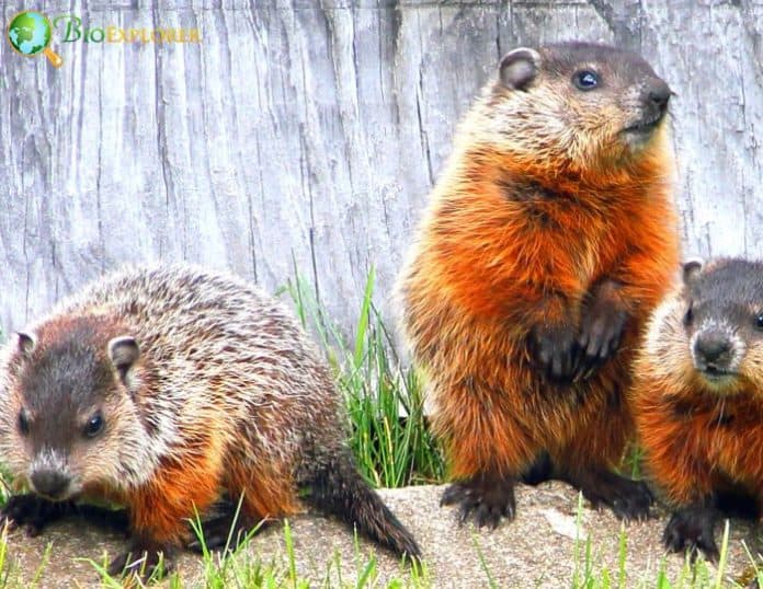 What Do Groundhogs Eat? | Surprising Diets of Groundhogs | BioExplorer