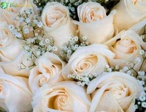 June Birth Flowers | Roses and Honeysuckles | Fun Facts | Symbolism