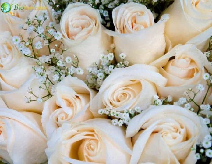 June Birth Flowers | Roses and Honeysuckles | Fun Facts | Symbolism