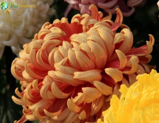 November Birth Flowers | Chrysanthemum and Peony | Symbolism and Meaning
