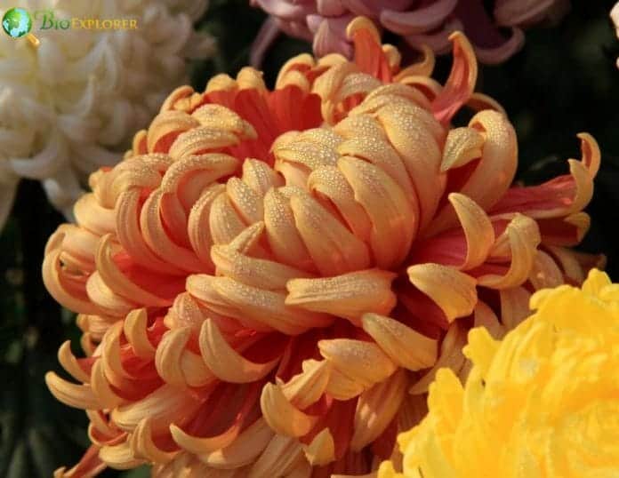 November Birth Flowers | Chrysanthemum and Peony | Symbolism and Meaning