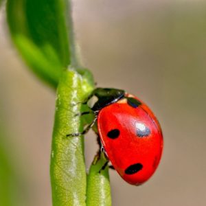 What Do Ladybugs Eat? | Ladybug Diet By Species | BioExplorer