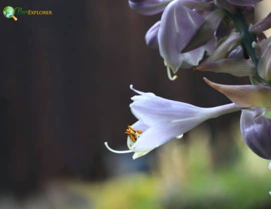 Hosta Plantaginea | August Lily | Plantain Lily | Fragrant Flowers