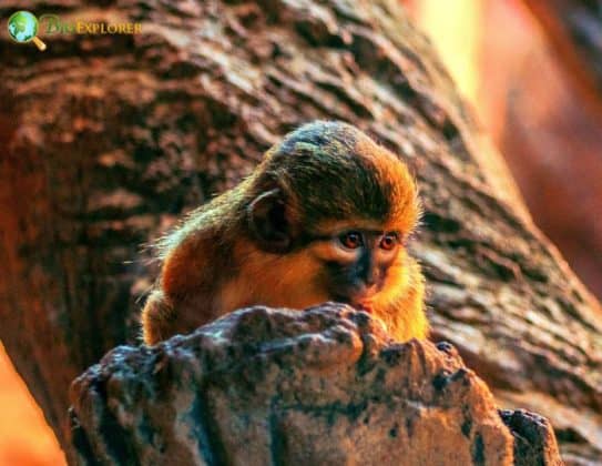 Gabon Talapoin Characteristics | Miopithecus ogouensis Facts