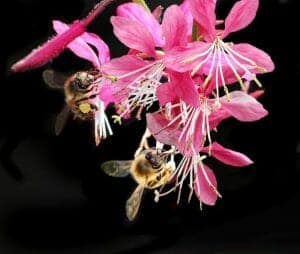 Gaura Flower | Gaura lindheimeri | Mexican Flower