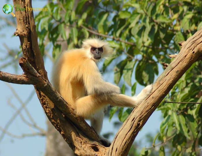 Gee's Golden Langur | Trachypithecus geei | Characteristics | Diet