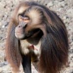 Gelada Characteristics | Theropithecus Gelada Facts | BioExplorer