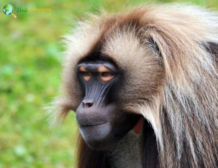 Gelada Characteristics | Theropithecus Gelada Facts | BioExplorer
