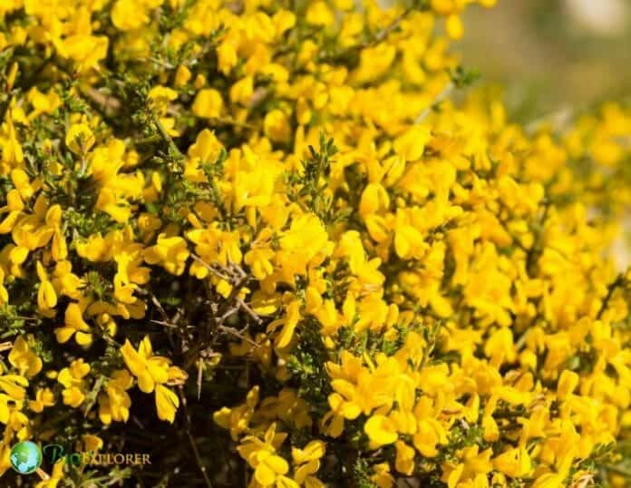 Genista spp. Flower | Cape broom | Montpellier broom | BioExplorer