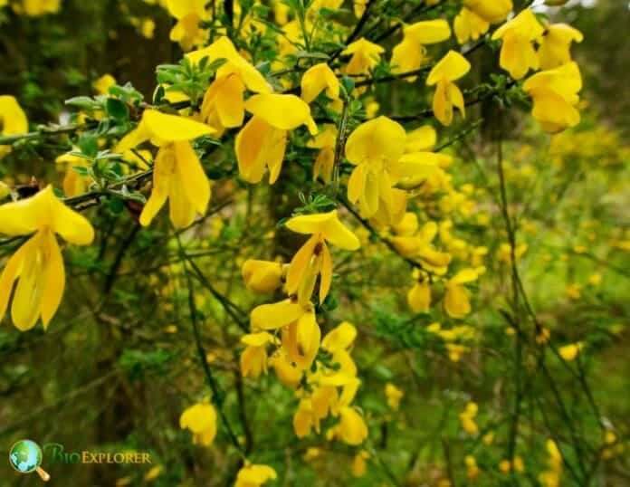 Genista spp. Flower | Cape broom | Montpellier broom | BioExplorer