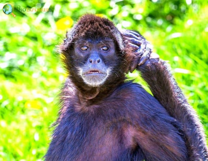 Geoffroy's Spider Monkey Characteristics | Ateles Geoffroyi Diet & Facts